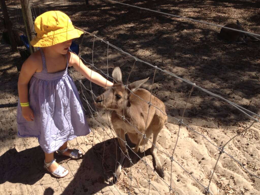 Animal Farms, Perth - Buggybuddys guide to Perth